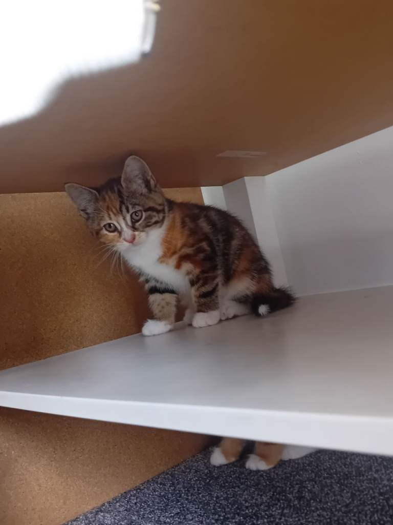 Kittens | in Huddersfield, West Yorkshire | Gumtree