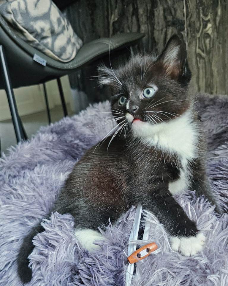 Two adorable Kittens two females | in Southampton, Hampshire | Gumtree