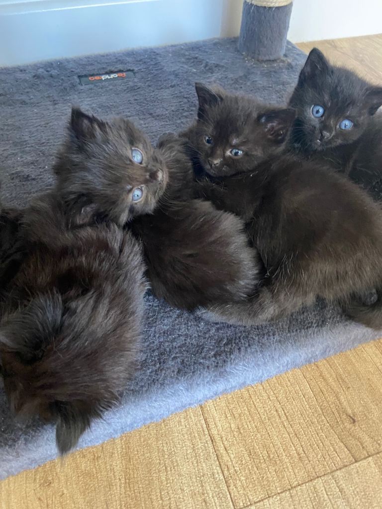 Kittens | in Ramsgate, Kent | Gumtree