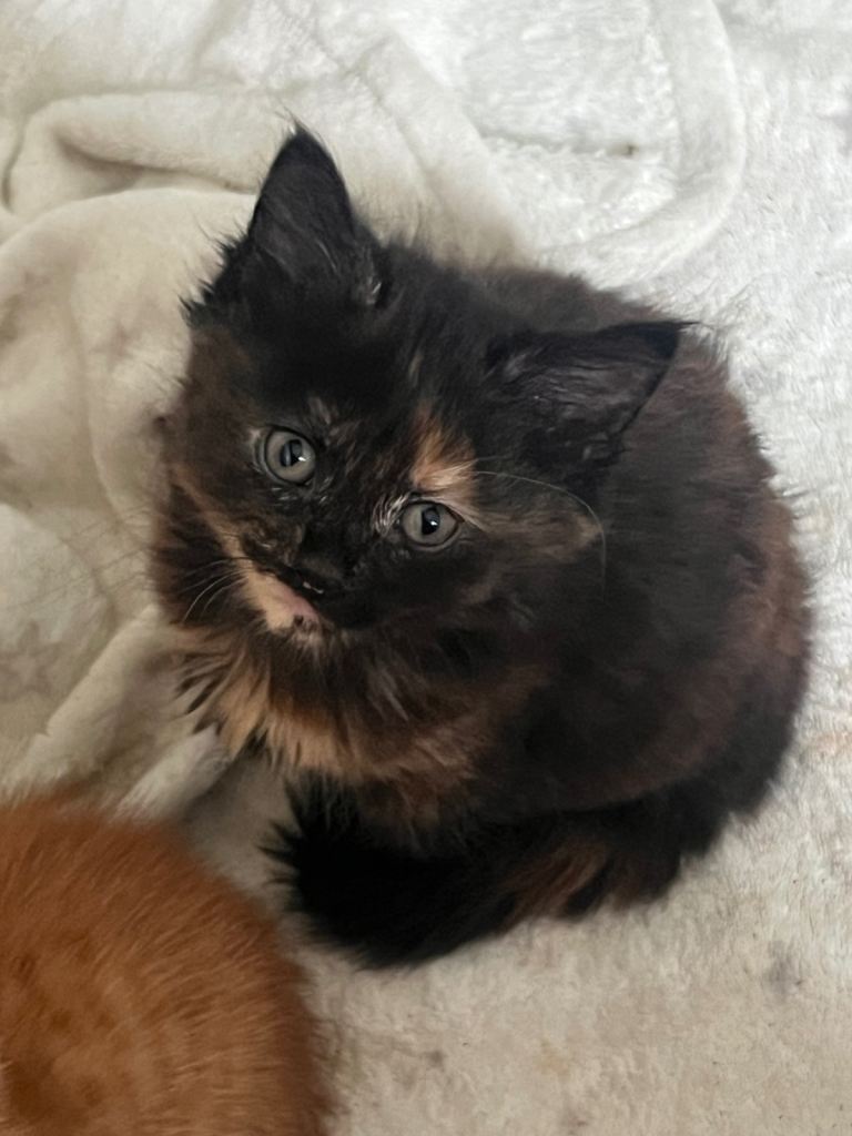 Kittens | in Greenwich, London | Gumtree