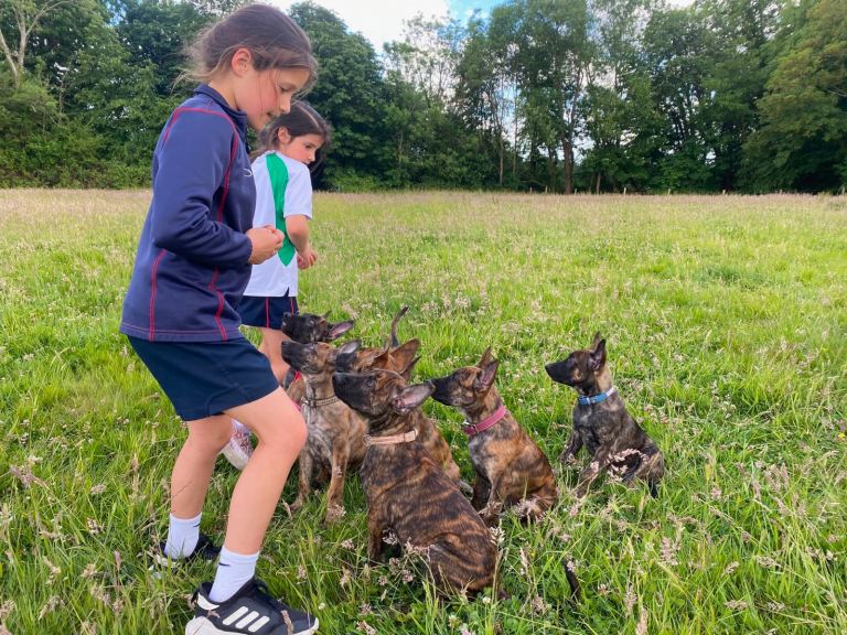 Dutch Shepherd Puppies | in East Grinstead, West Sussex | Gumtree
