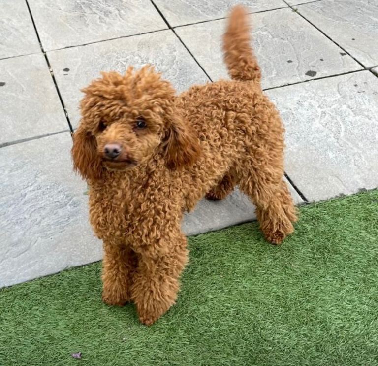 Gorgeous f1b cockapoo puppies | in Ingatestone, Essex | Gumtree