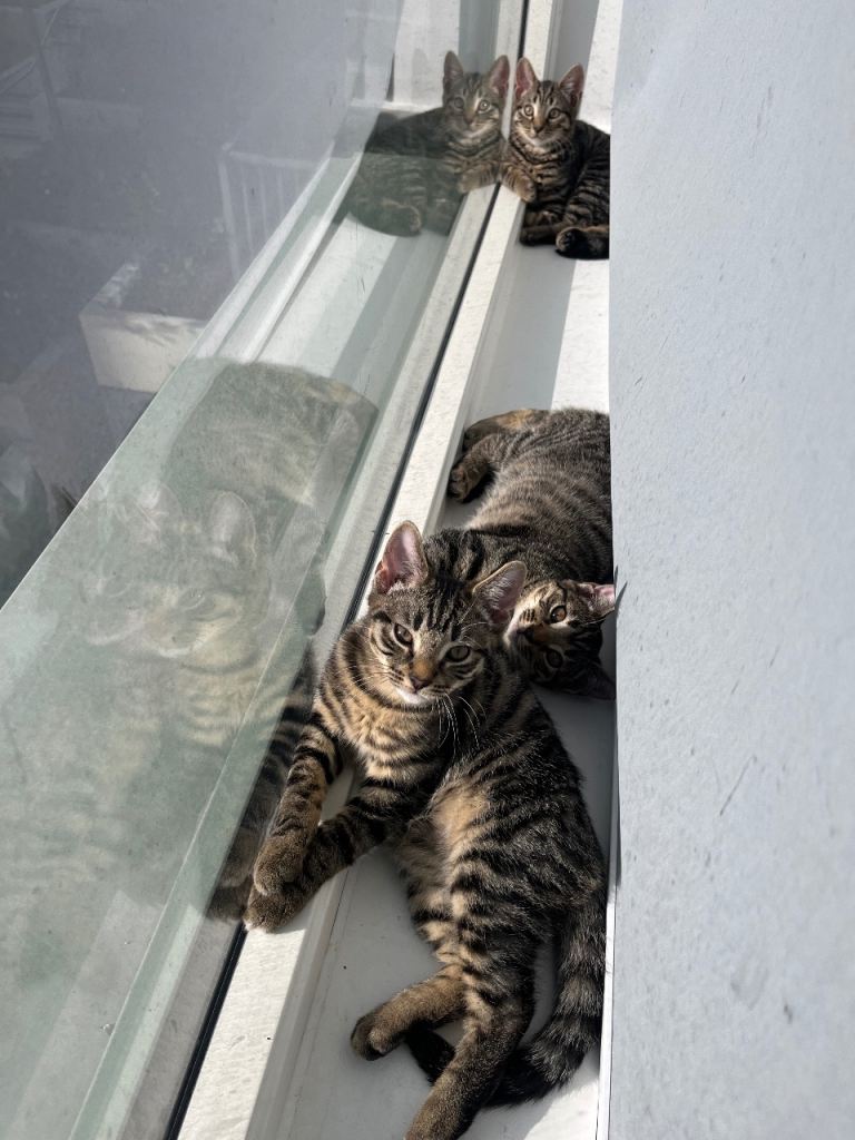 Tabby Kittens | in Lewisham, London | Gumtree