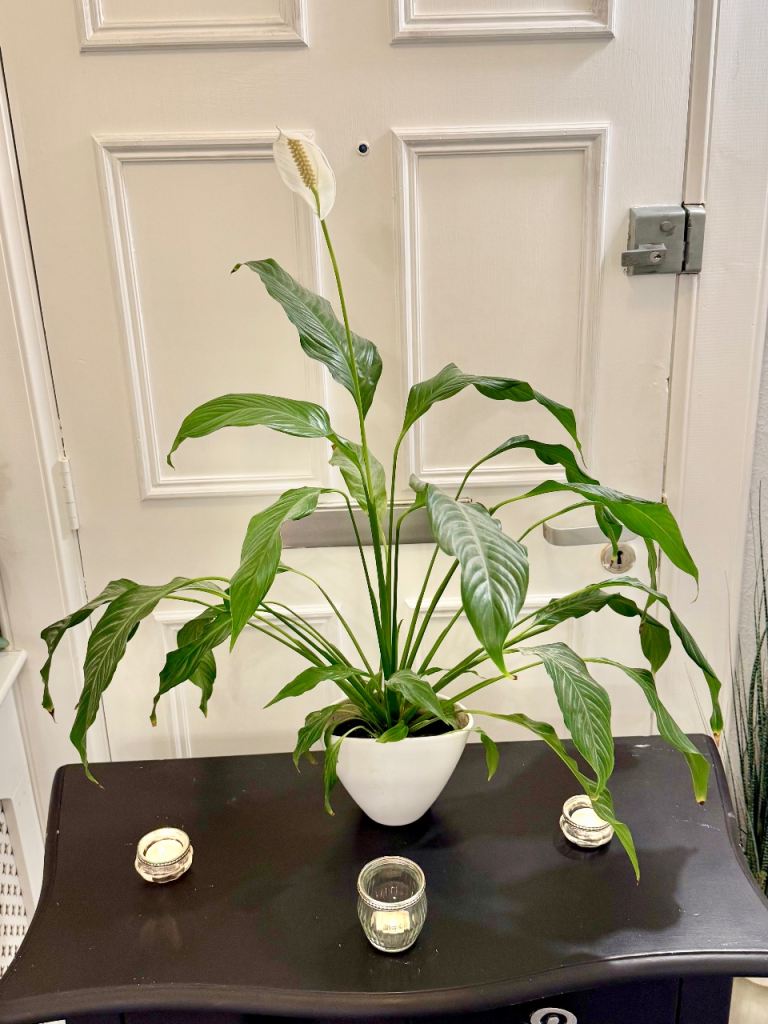 Large leaf white flowering peace lily plant in ceramic pot , mature and ...