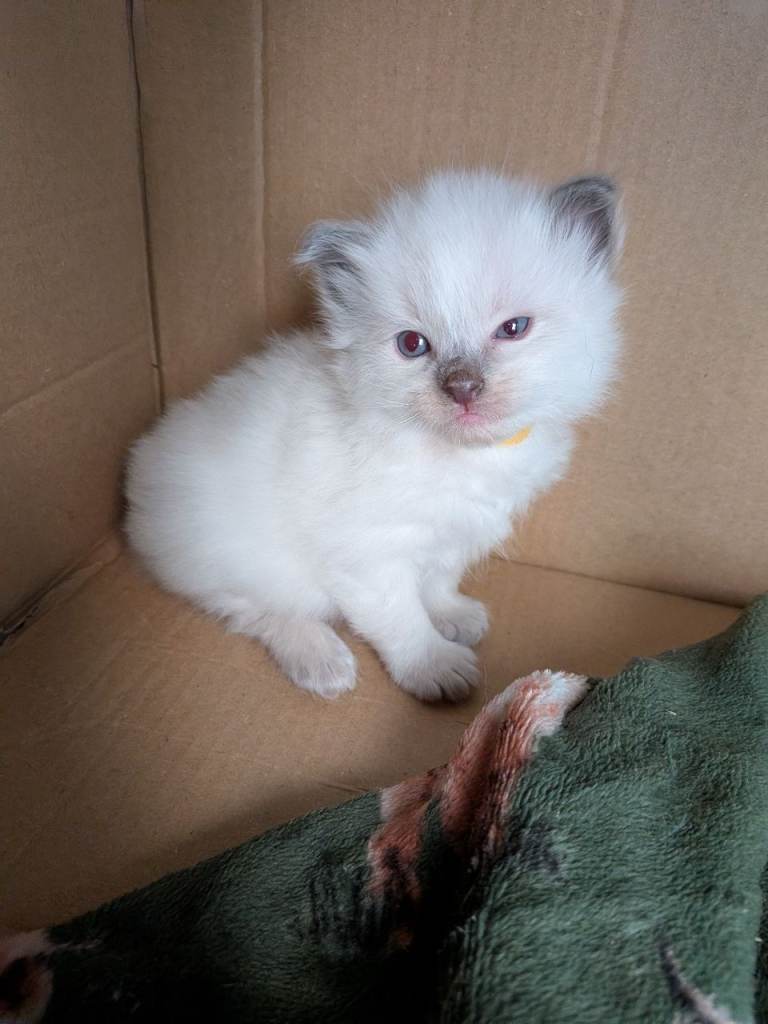 3baby ragdoll kittens | in Southport, Merseyside | Gumtree