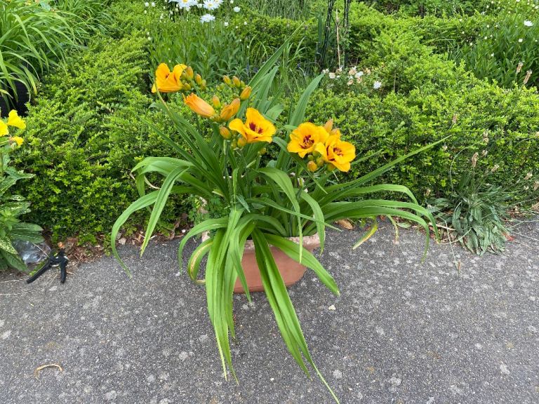 Day lilies (many more plants available), £25.00 for Sale in Colchester ...
