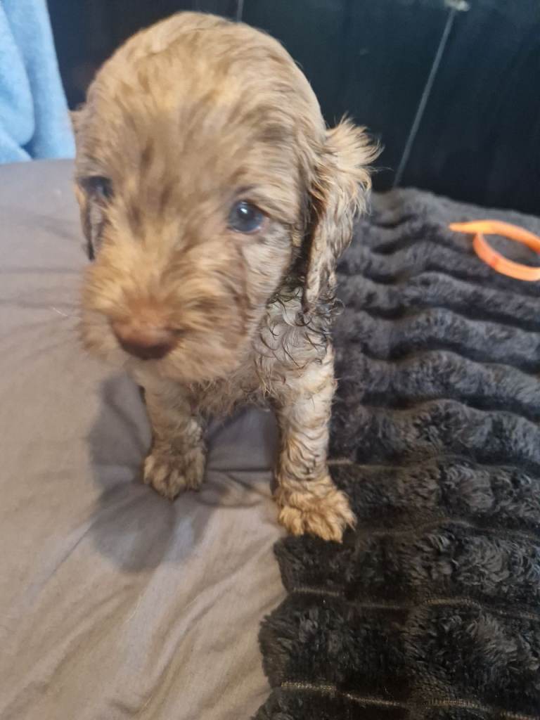 Cockapoo puppies | in Dukinfield, Manchester | Gumtree