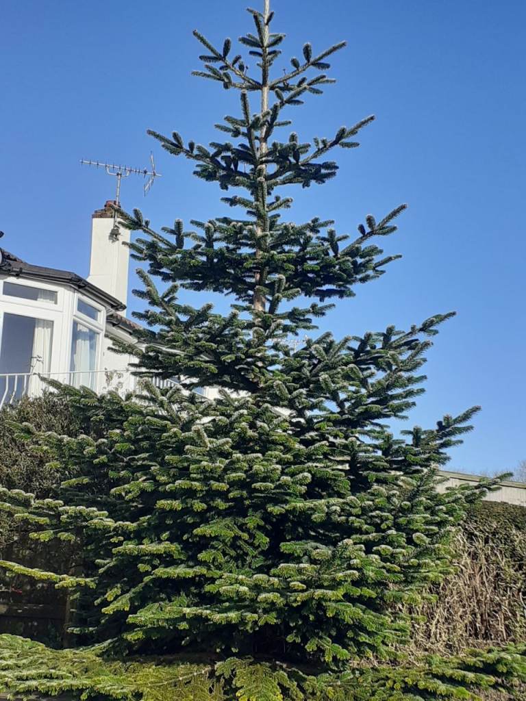 REAL CHRISTMAS TREE | in Preston, Devon | Gumtree