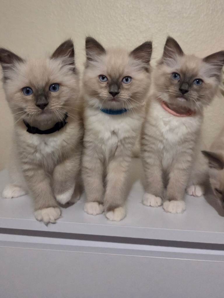 Pure Ragdoll Kittens Available | in Luton, Bedfordshire | Gumtree