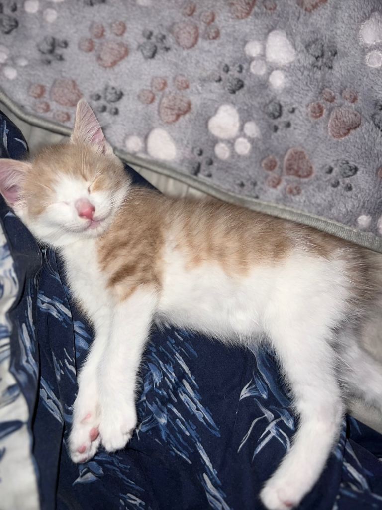 KITTENS LOOKING FOR A NEW HOME! | in Walthamstow, London | Gumtree