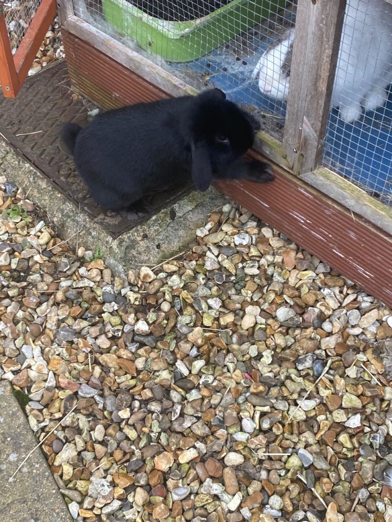 Mini lop rabbit in Gosport - UK Free Classified Ads - Pets for Sale ...