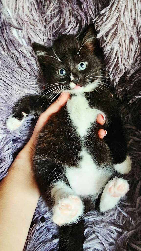 Two adorable Kittens two females | in Southampton, Hampshire | Gumtree