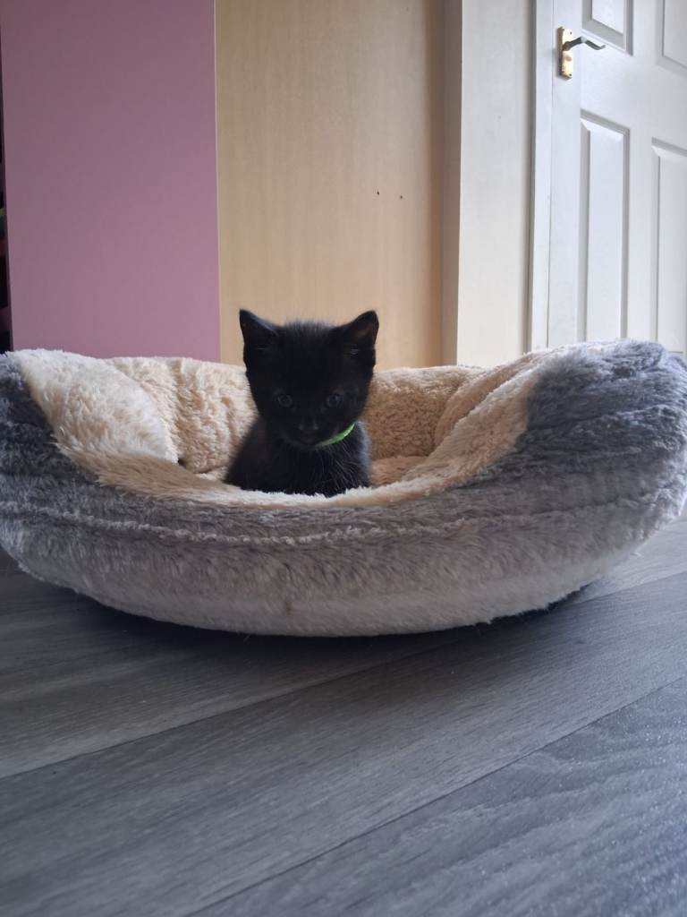 Kittens | in Dromore, County Down | Gumtree