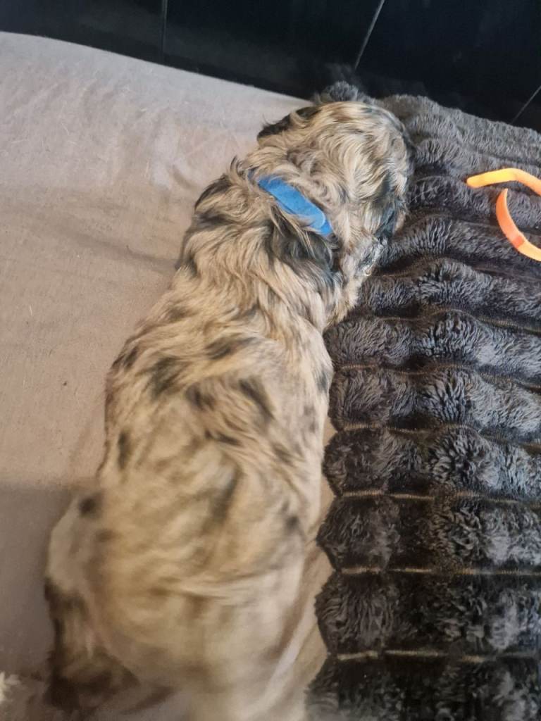 Cockapoo puppies | in Dukinfield, Manchester | Gumtree