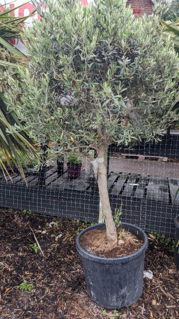 Full Crown Olive Tree 7ft 🫒 RRP £600 | in Croydon, London | Gumtree