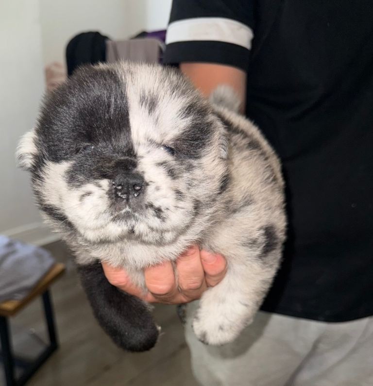 Chow chow puppies 3 female Merle & black chows looking for their ...