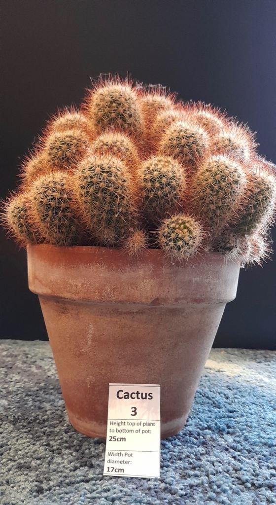 5 Large Cactus Plants in Terracotta Pots, Conservatories, House Plants ...