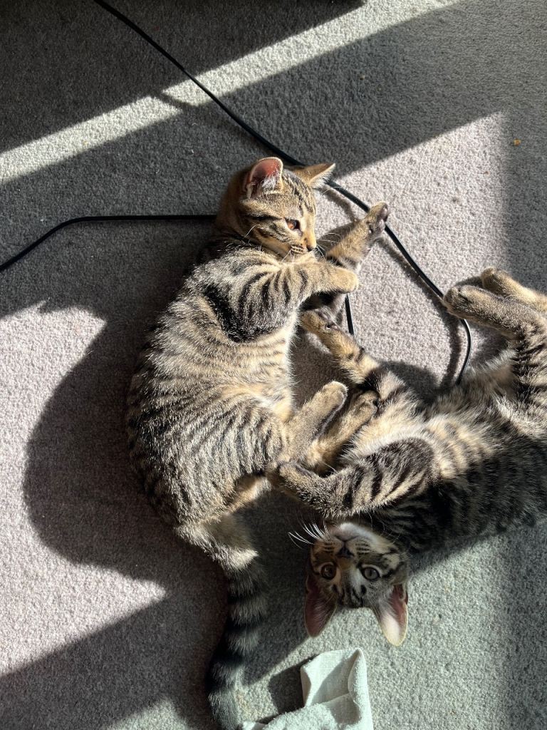 Tabby Kittens | in Lewisham, London | Gumtree