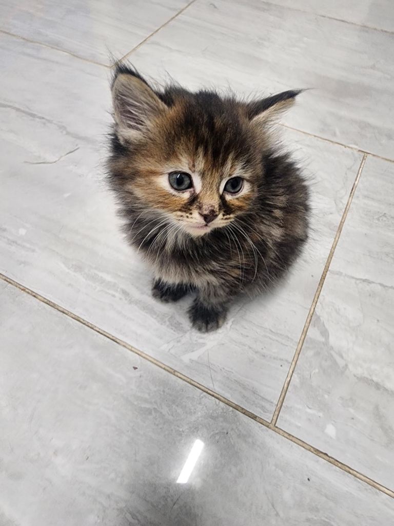 Kittens | in Hackney, London | Gumtree