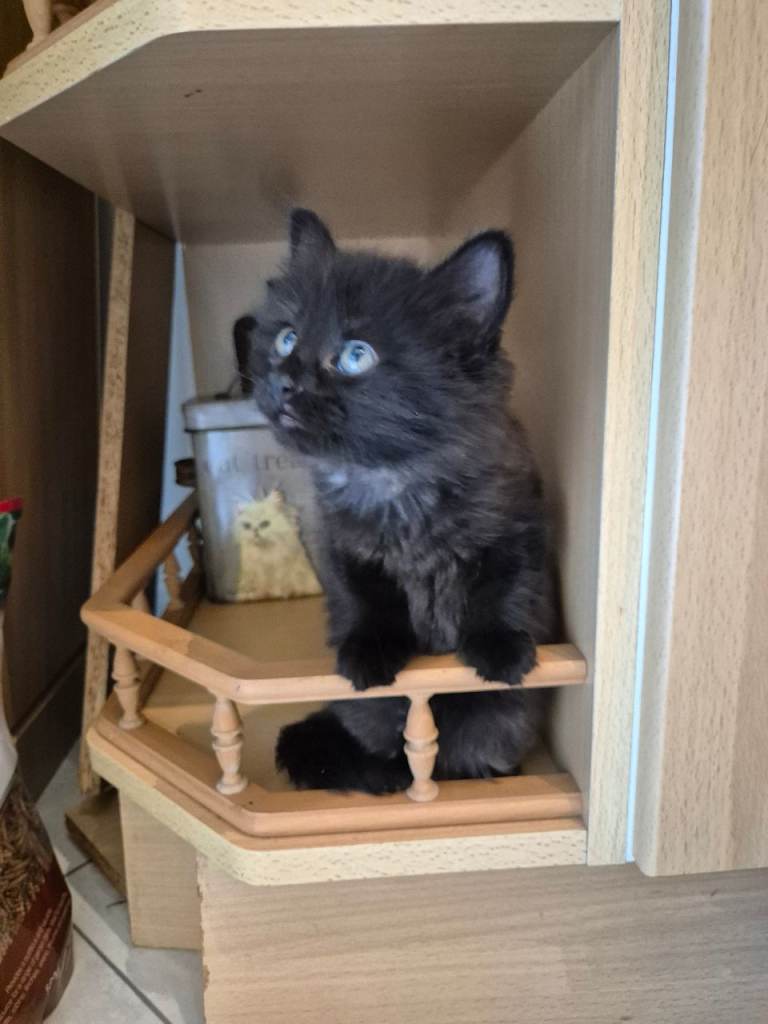 Beautiful, Unique Mixed-Breed Kittens for Loving Homes | in Kilwinning ...