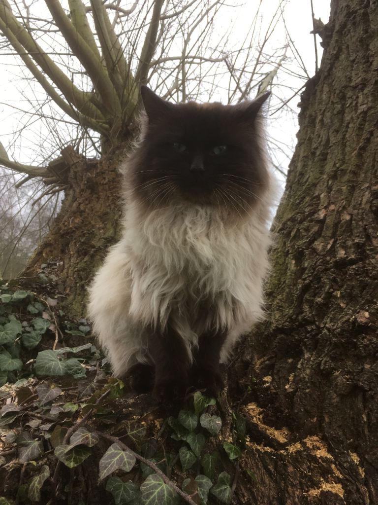 Lovely Kittens | in Boston, Lincolnshire | Gumtree
