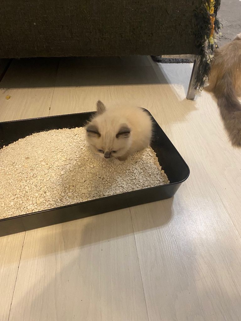 Lovely kittens | in Newcastle, Tyne and Wear | Gumtree