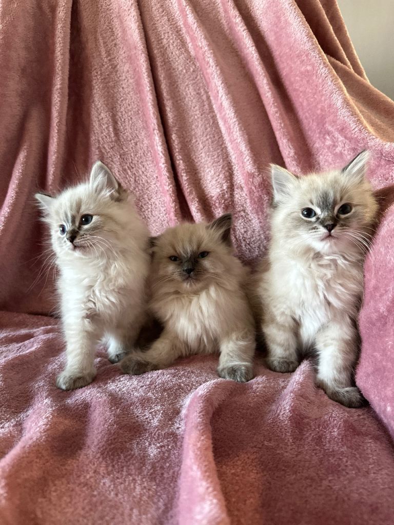 Ragdoll X Lynx Kittens | in Hamilton, South Lanarkshire | Gumtree