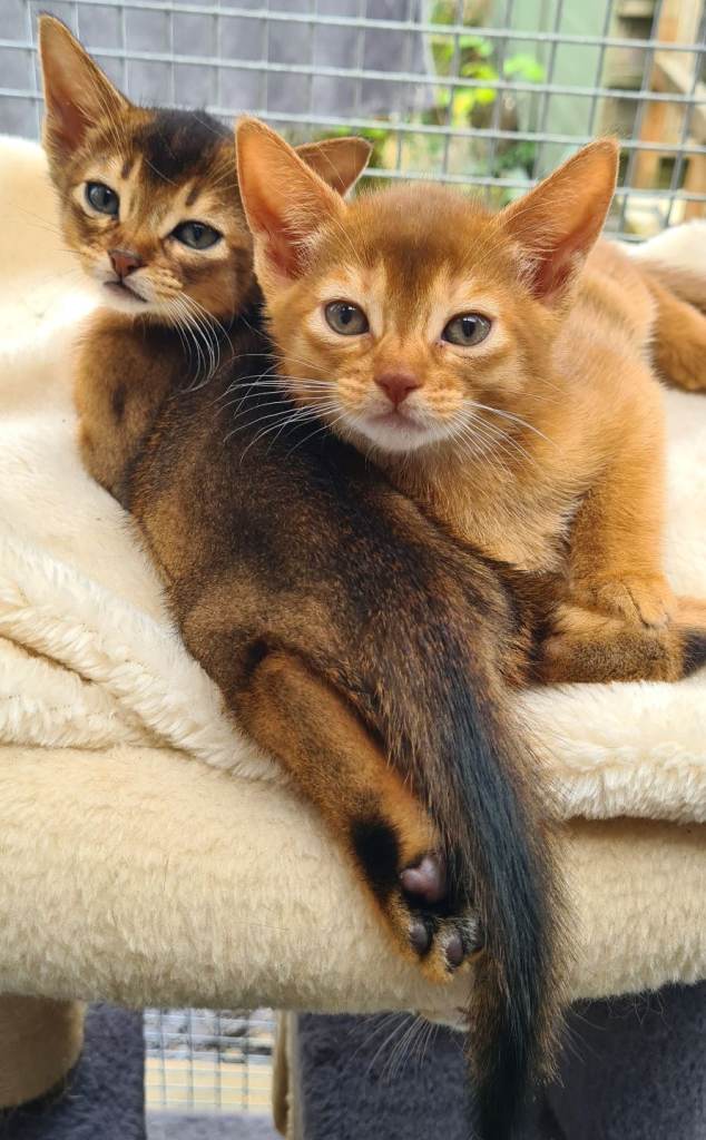 Pedigree abyssinian kittens | in Lawford, Essex | Gumtree