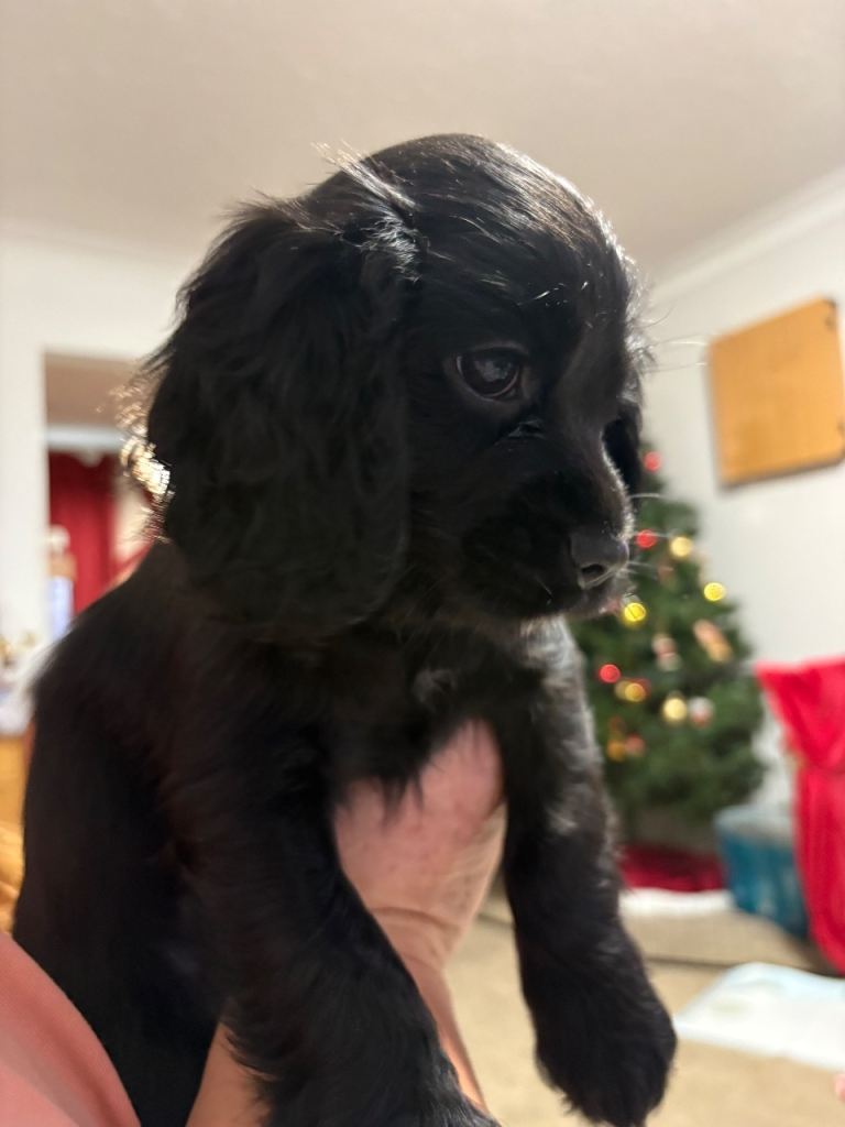 We have 7 puppies Cocker / Caviller King Charles Spaniels | in ...