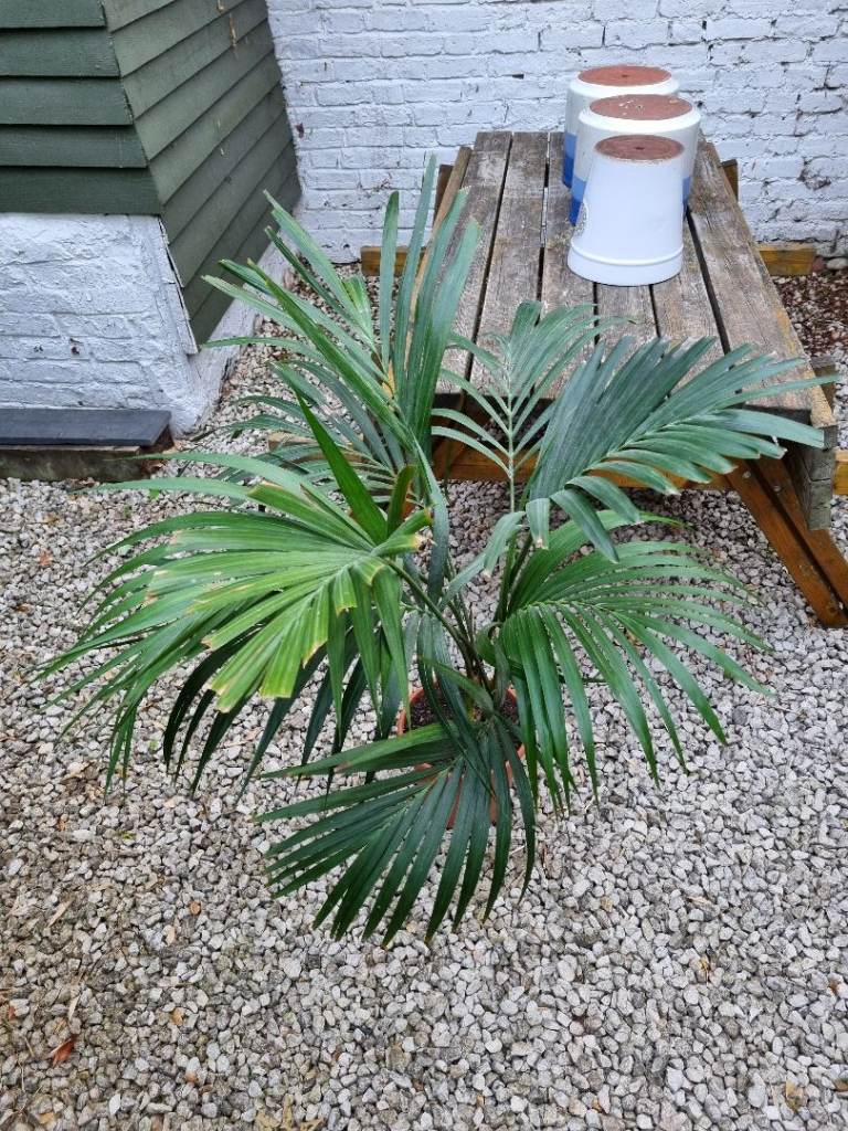 Large Kentia palm tree, £20.00 for Sale in Wood Green, London | Gumtree