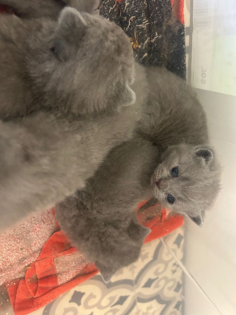 British short hair kittens | in Rosyth, Fife | Gumtree