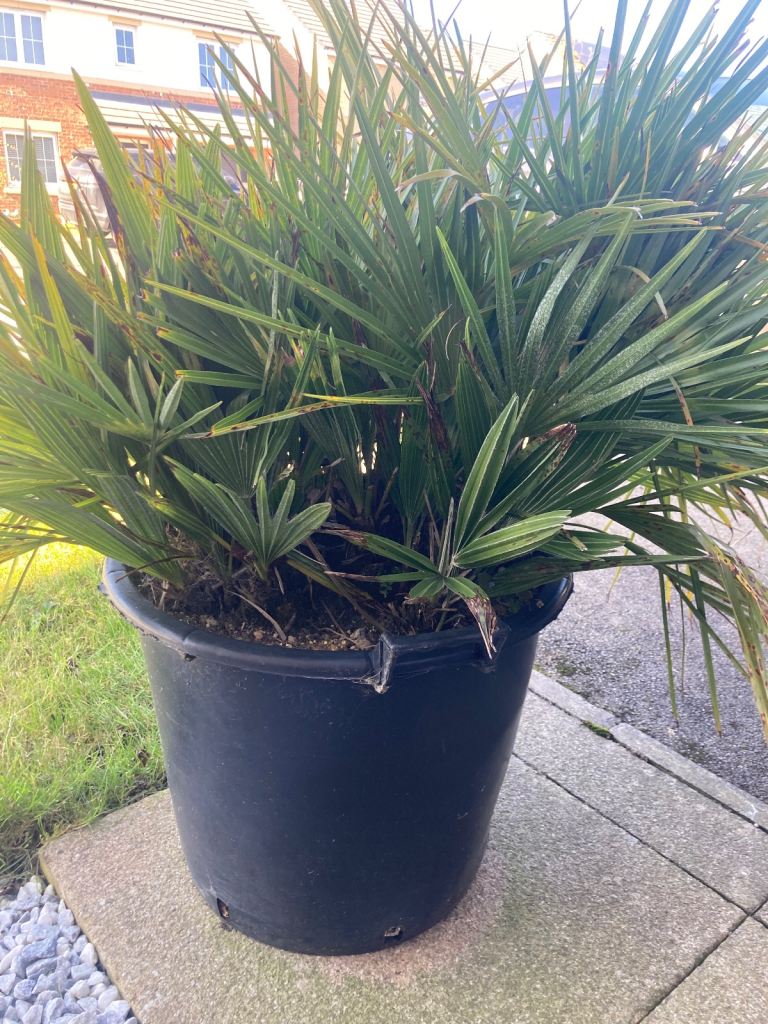 Palm trees in large tub Trachy palms garden | in Durham, County Durham ...