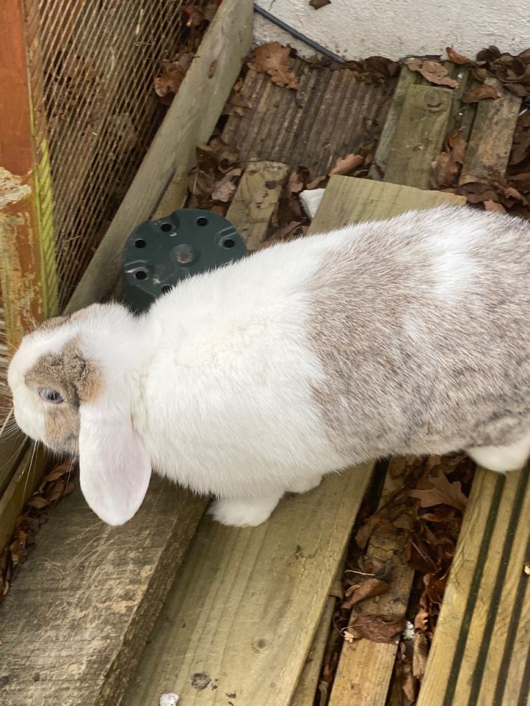 Mini lop rabbit in Gosport - UK Free Classified Ads - Pets for Sale ...