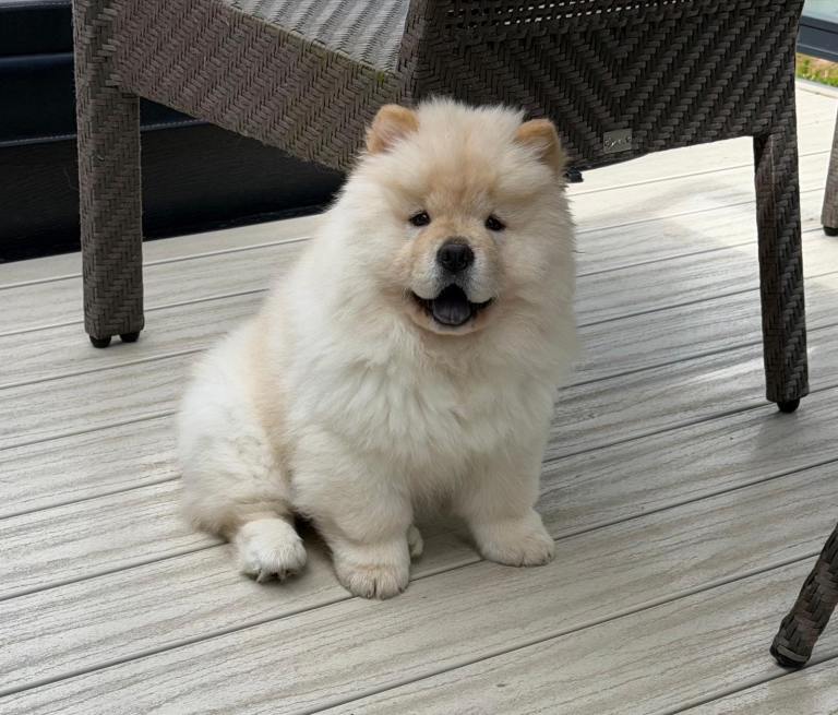 KC Registered Chow Chow Puppies | in Kidderminster, Worcestershire ...