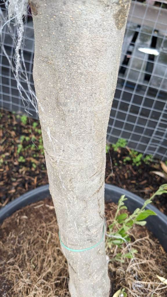 Full Crown Olive Tree 7ft 🫒 RRP £600 | in Croydon, London | Gumtree
