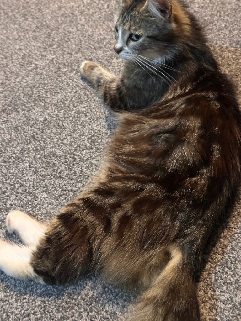 BEAUTIFUL KITTENS | in Sheffield, South Yorkshire | Gumtree