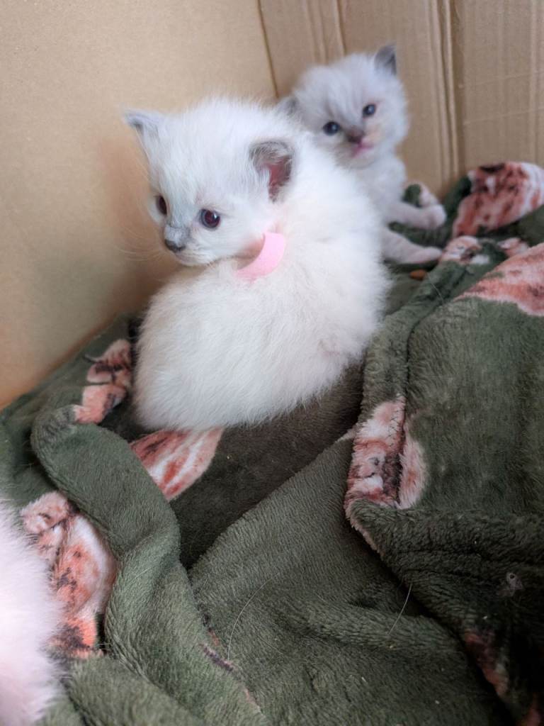 3baby ragdoll kittens | in Southport, Merseyside | Gumtree