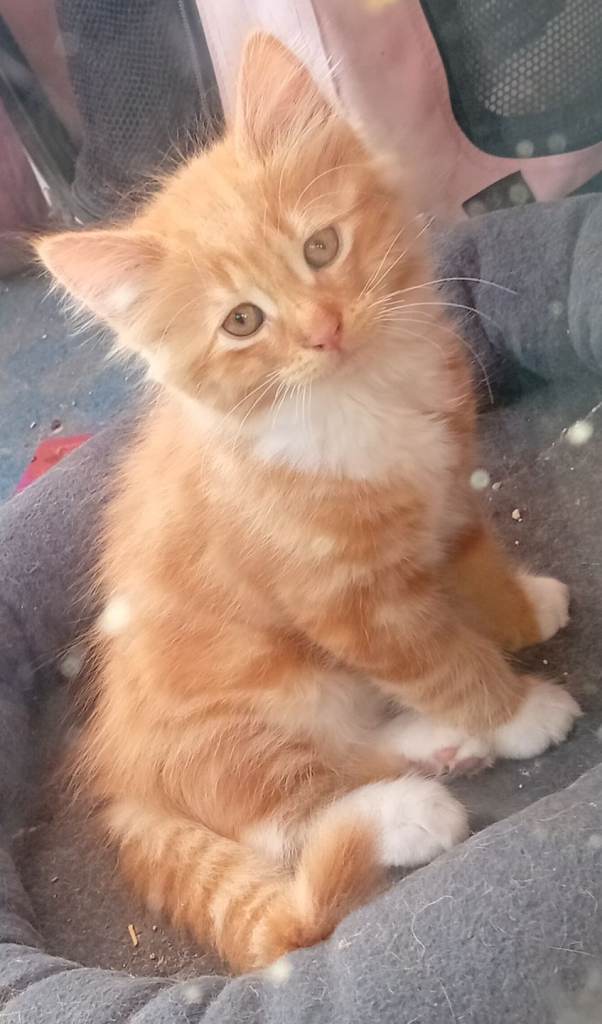 Kittens | in Huddersfield, West Yorkshire | Gumtree