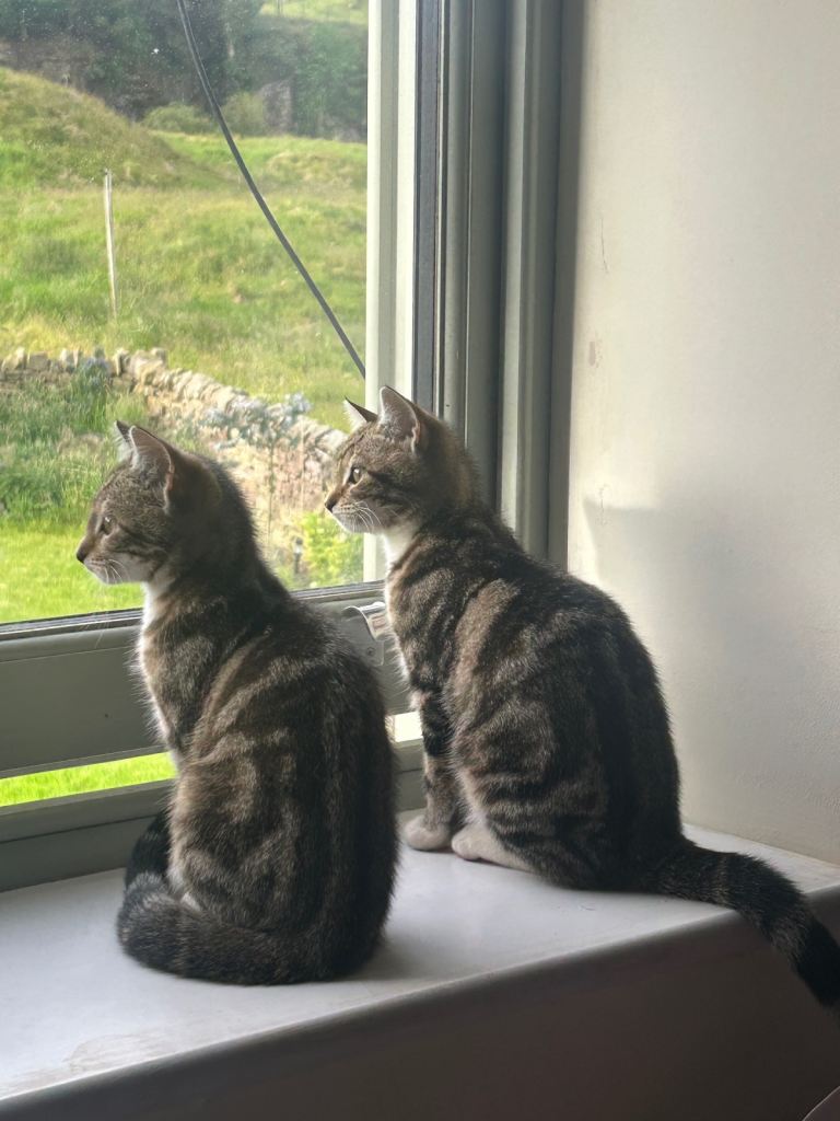 Beautiful tabby kittens - Ready now | in Haltwhistle, Northumberland ...