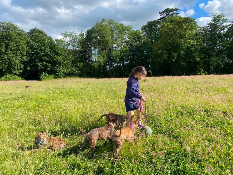 Dutch Shepherd Puppies | in East Grinstead, West Sussex | Gumtree