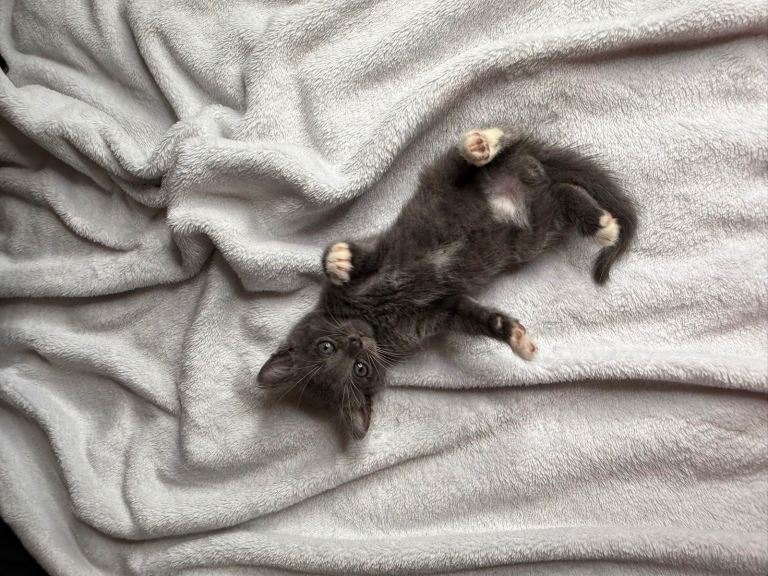 Russian blue kittens left x | in Sutton, London | Gumtree