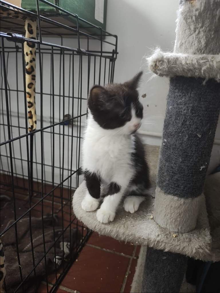 British short hair kittens | in Bridgwater, Somerset | Gumtree