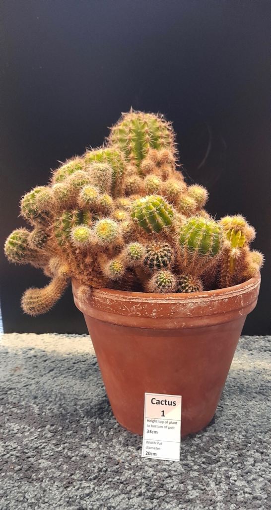 5 Large Cactus Plants in Terracotta Pots, Conservatories, House Plants ...