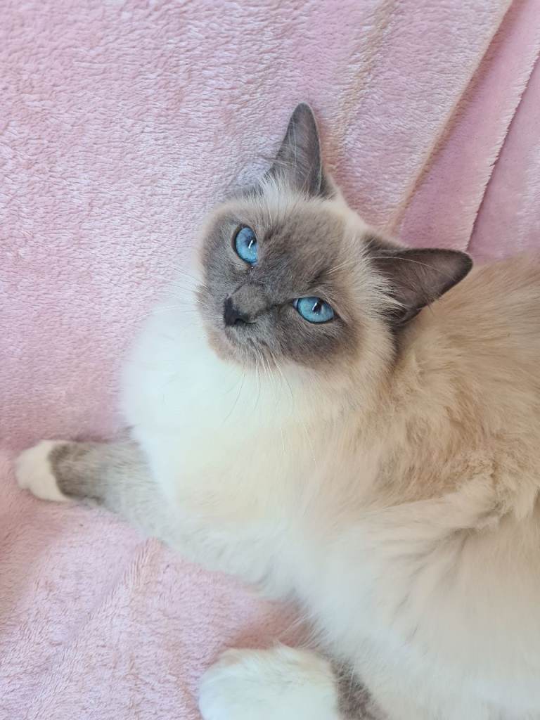 Ragdoll Kittens | in Southampton, Hampshire | Gumtree