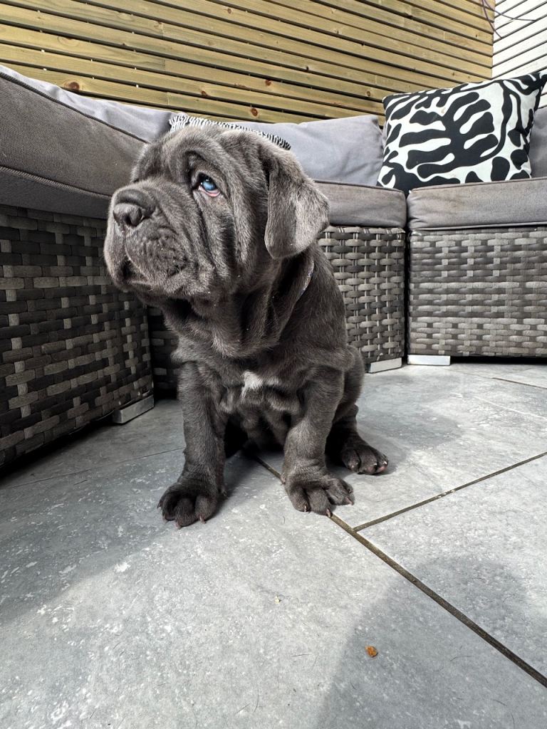 2 Neapolitan mastiff puppies Dori & dozer | in Wallsend, Tyne and Wear ...