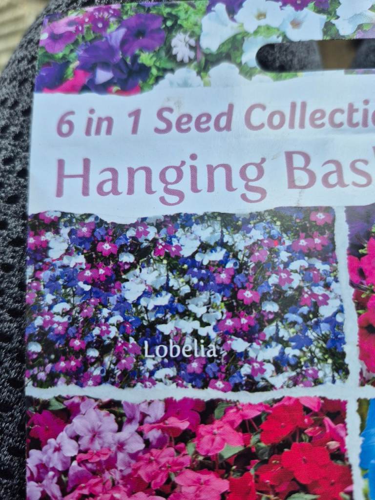 Lobelia cascade mix | in Bulwell, Nottinghamshire | Gumtree