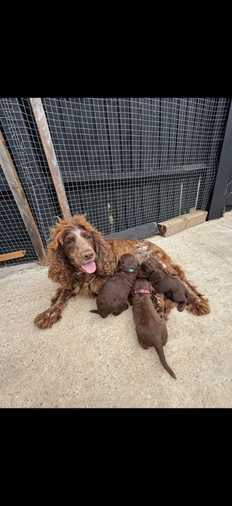Genetic clear cockapoo puppies | in Fetcham, Surrey | Gumtree