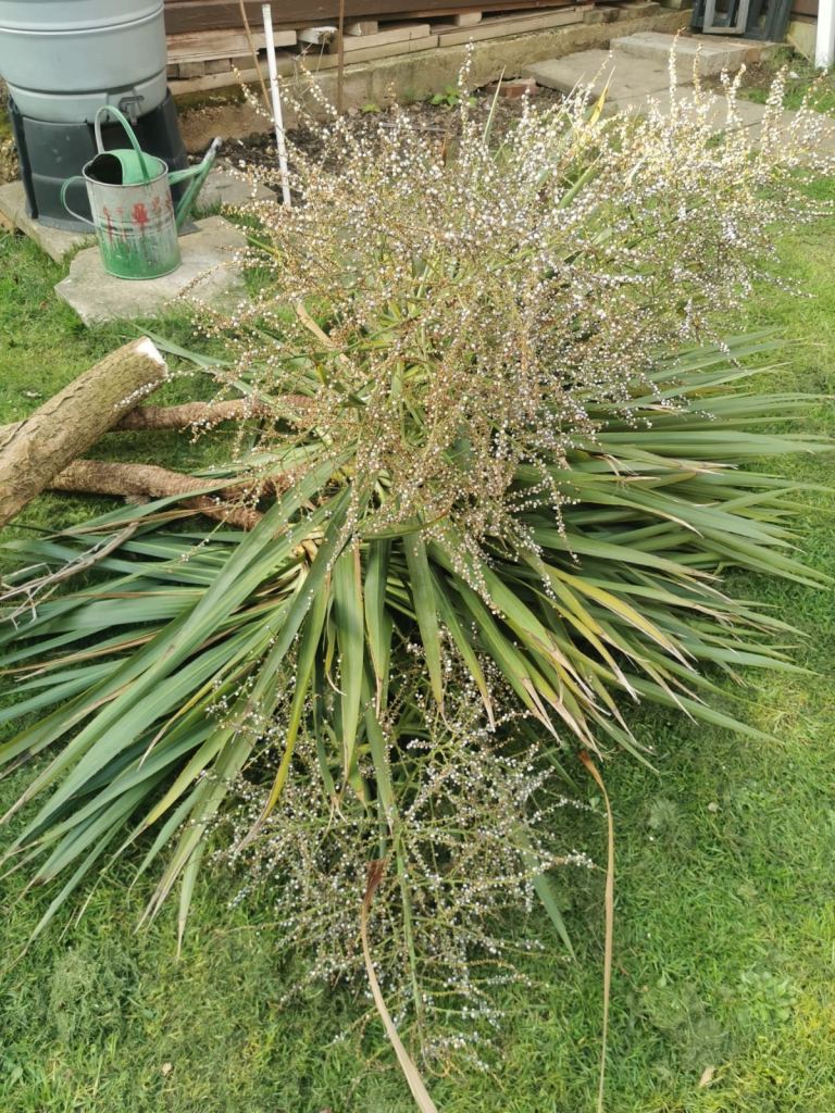 Palm trees cut | in Heathrow, London | Gumtree