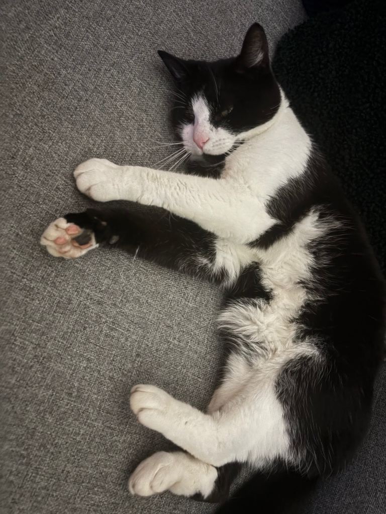 Beautiful cats | in Hebburn, Tyne and Wear | Gumtree