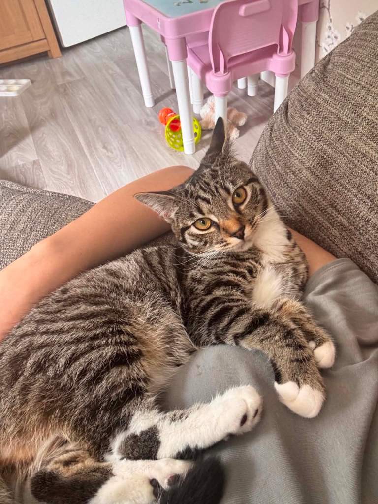 Two female grey tabby cats | in Gloucester, Gloucestershire | Gumtree